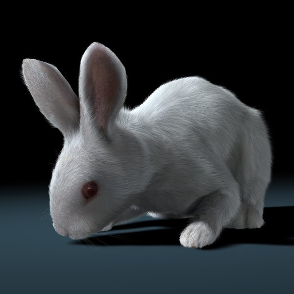 maya rabbit white fur animation