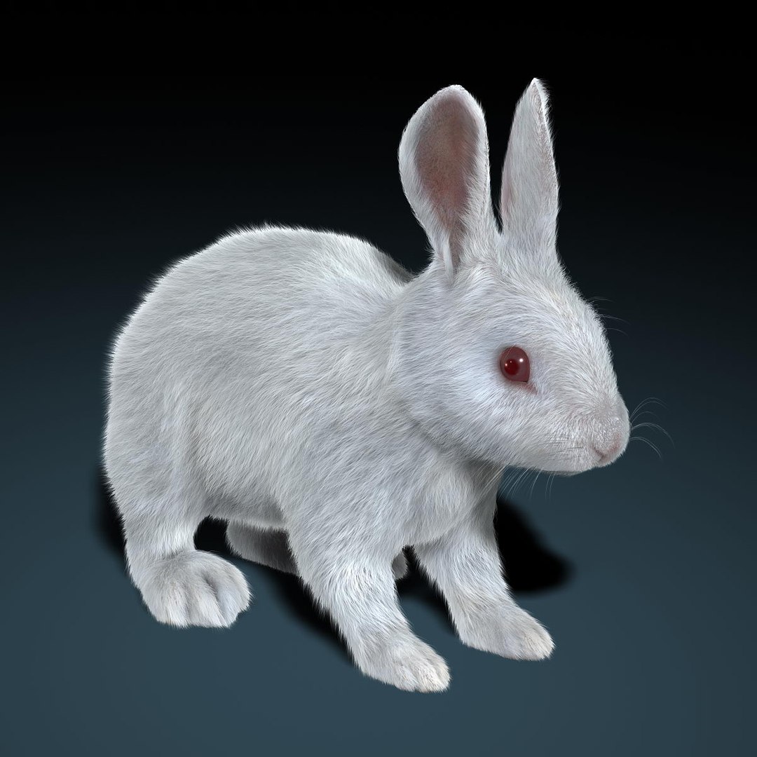 Maya Rabbit White Fur Animation