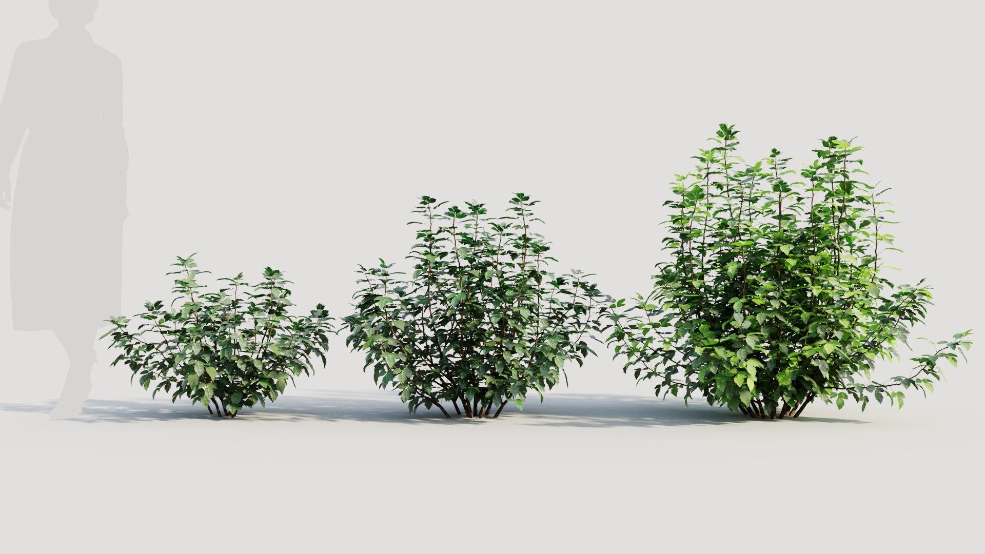 Rhus Aromatica B 3D - TurboSquid 2196249