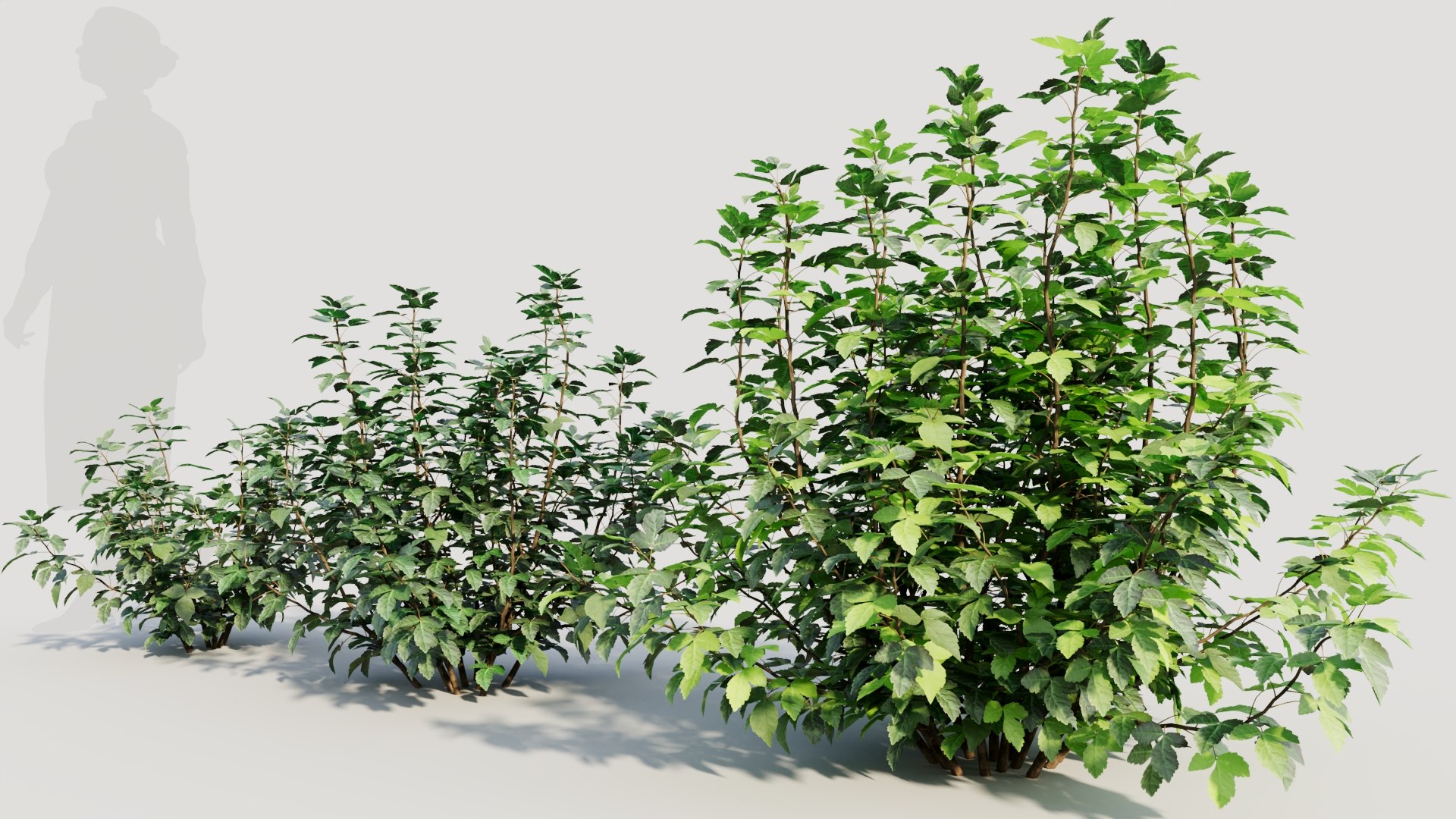 Rhus Aromatica B 3D - TurboSquid 2196249
