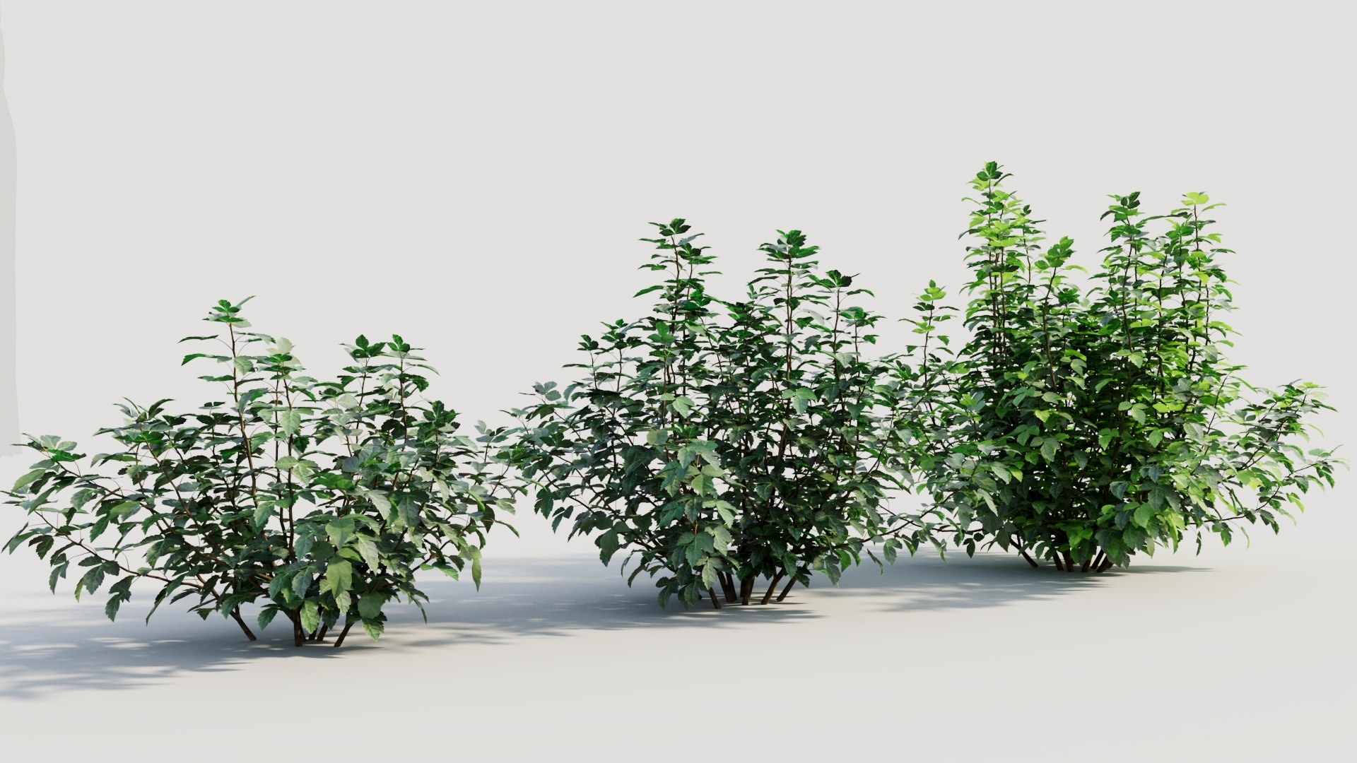 Rhus Aromatica B 3D - TurboSquid 2196249