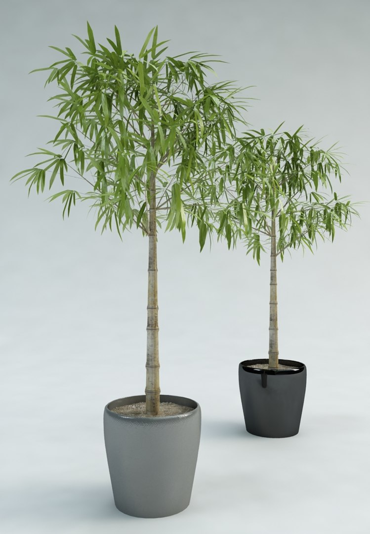 3d Model Of Bamboo Tree