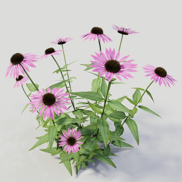 3D echinacea big kahuna - TurboSquid 1540489