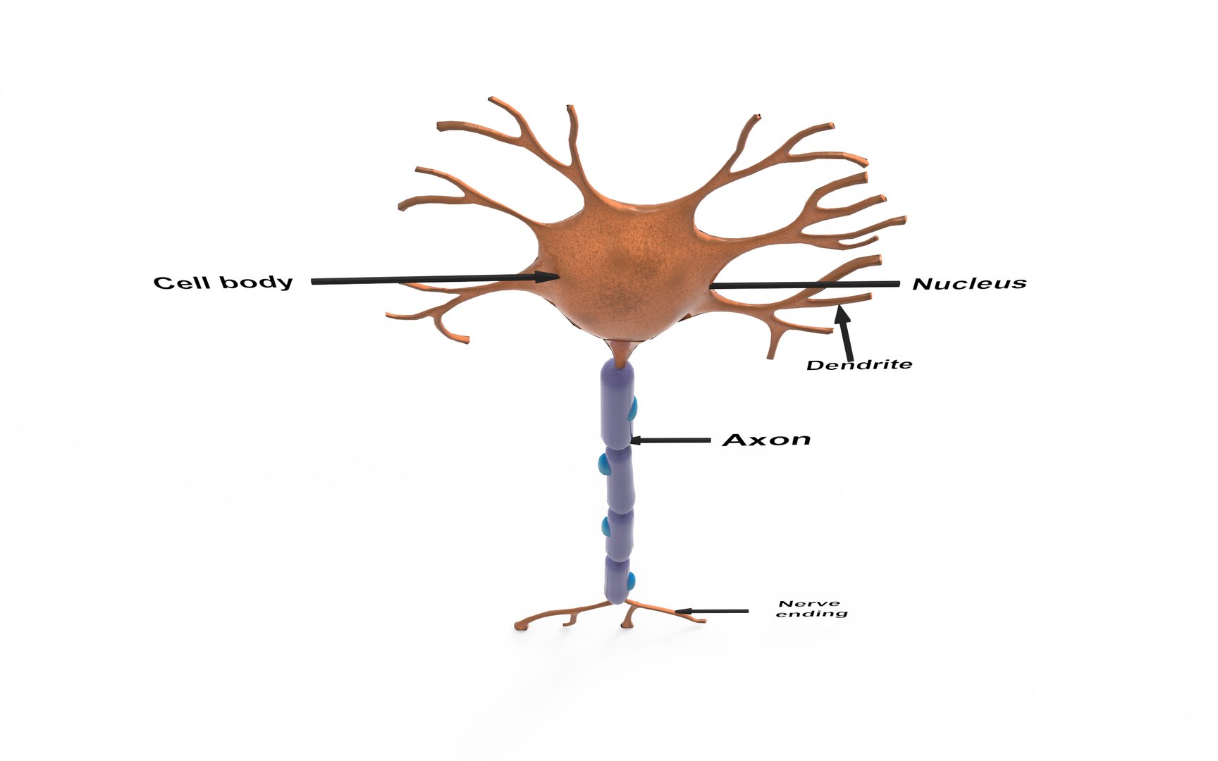 3D Neuron - TurboSquid 2139790