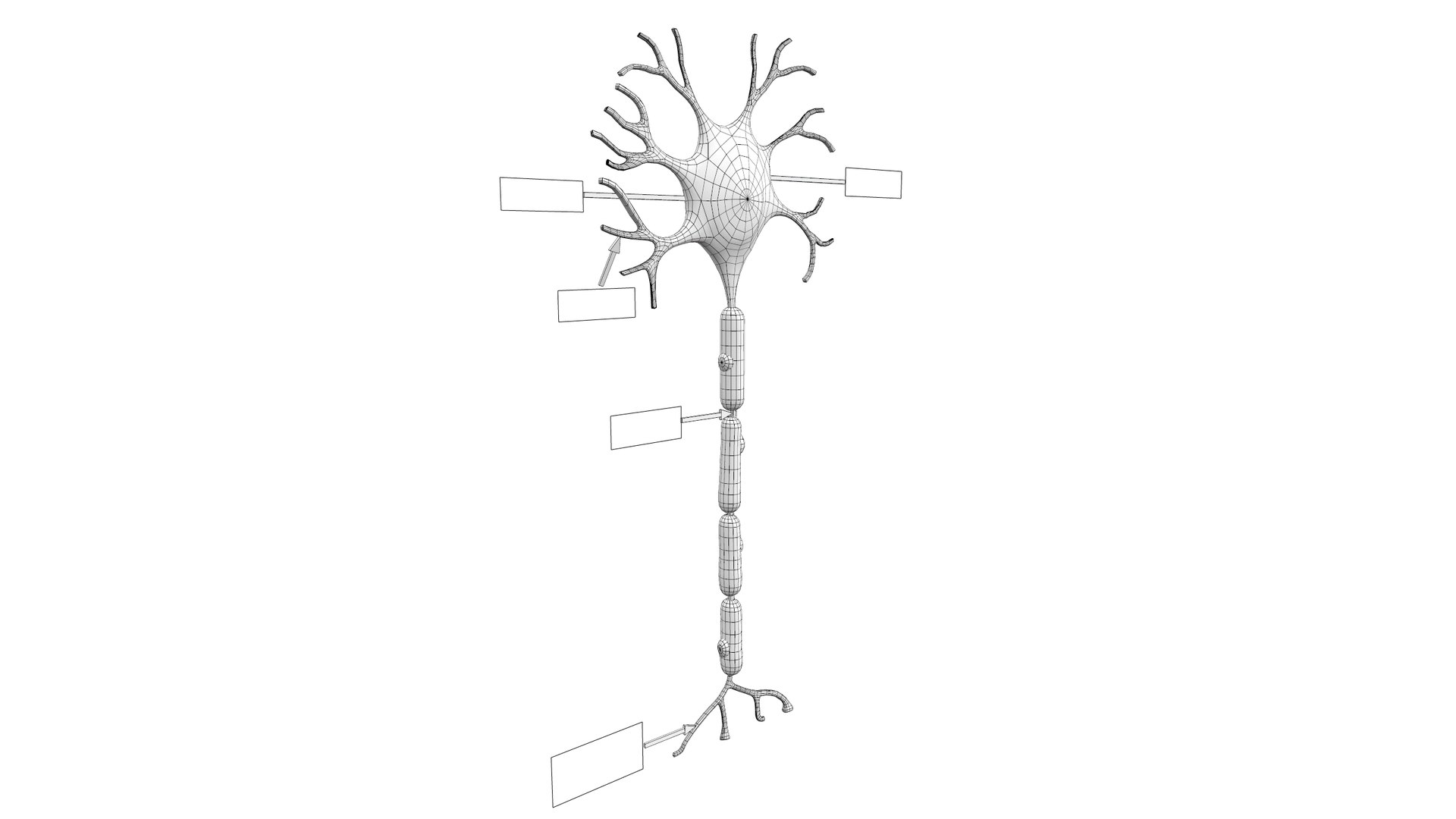 3D Neuron - TurboSquid 2139790