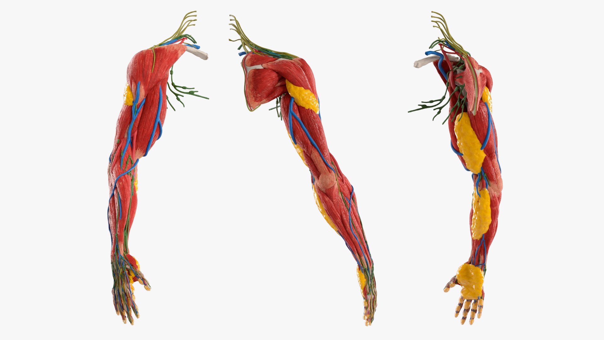 3D Model Human Arm Anatomy Model With Nerves And Fat - TurboSquid 2450304