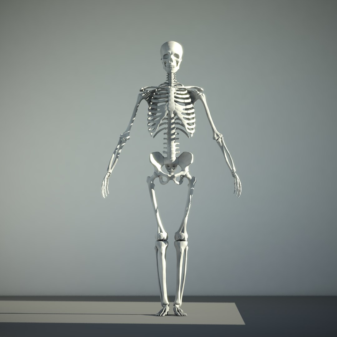 Resolution Human Skeleton 3D Model - TurboSquid 1247635