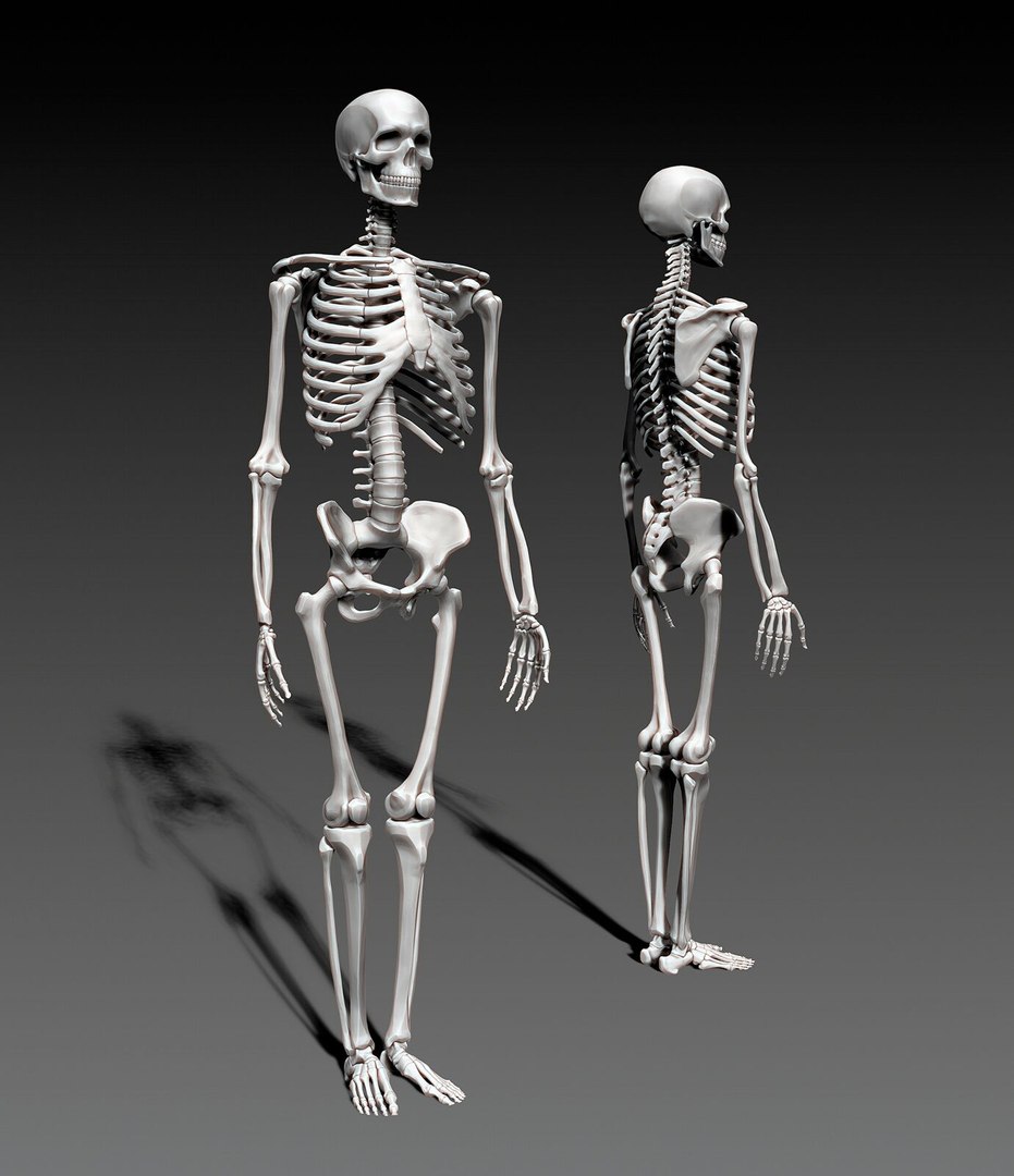 Resolution Human Skeleton 3D Model - TurboSquid 1247635