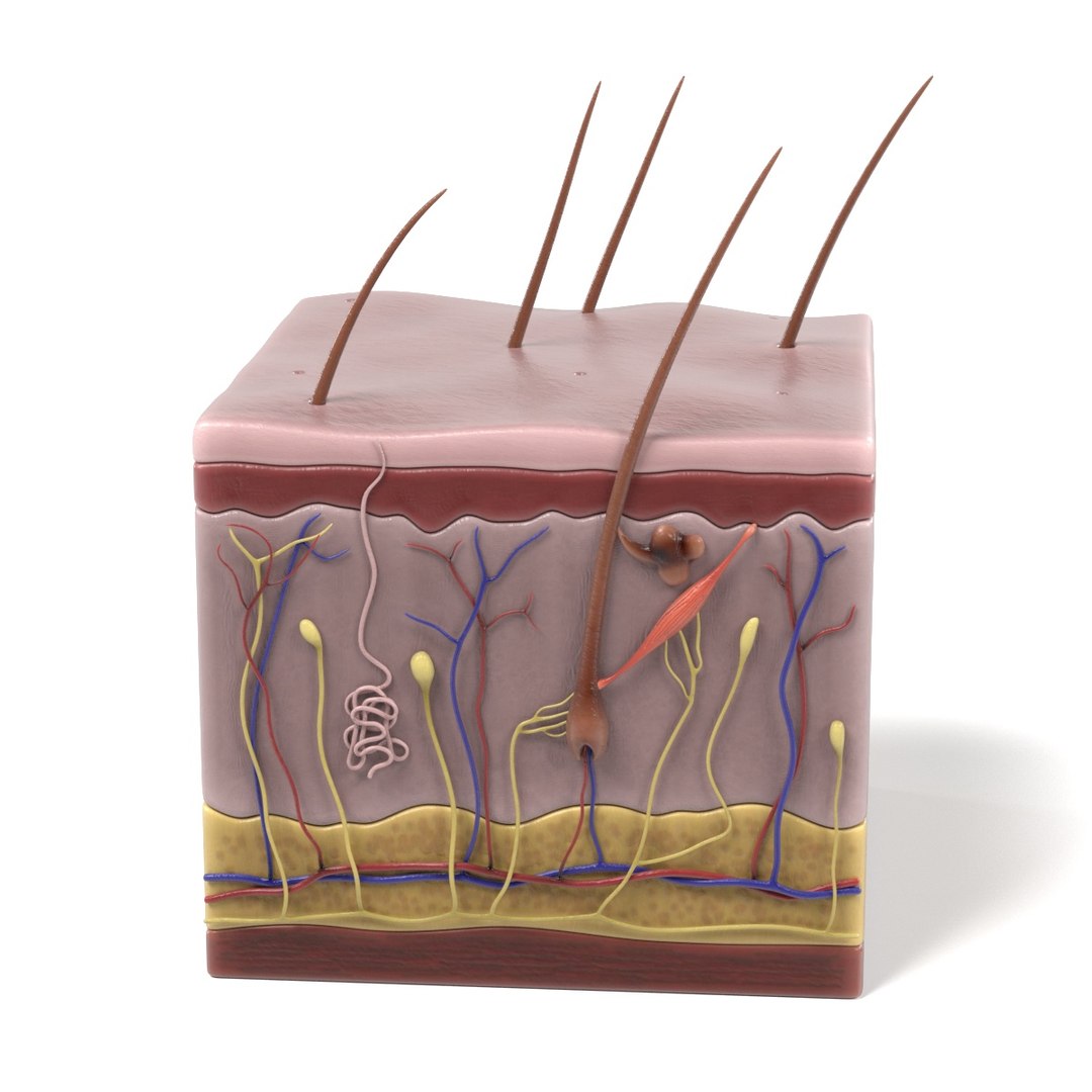 3d Model Skin Anatomy