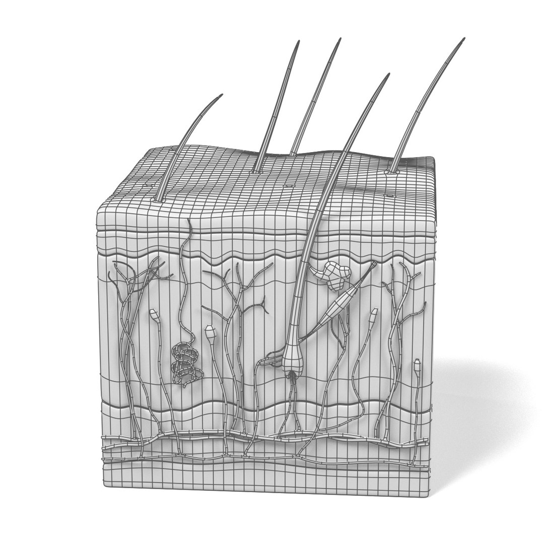 3d Model Skin Anatomy