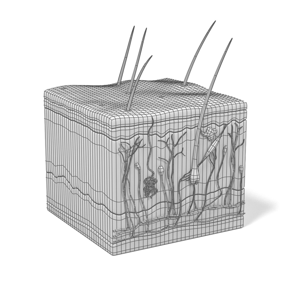 3d model skin anatomy