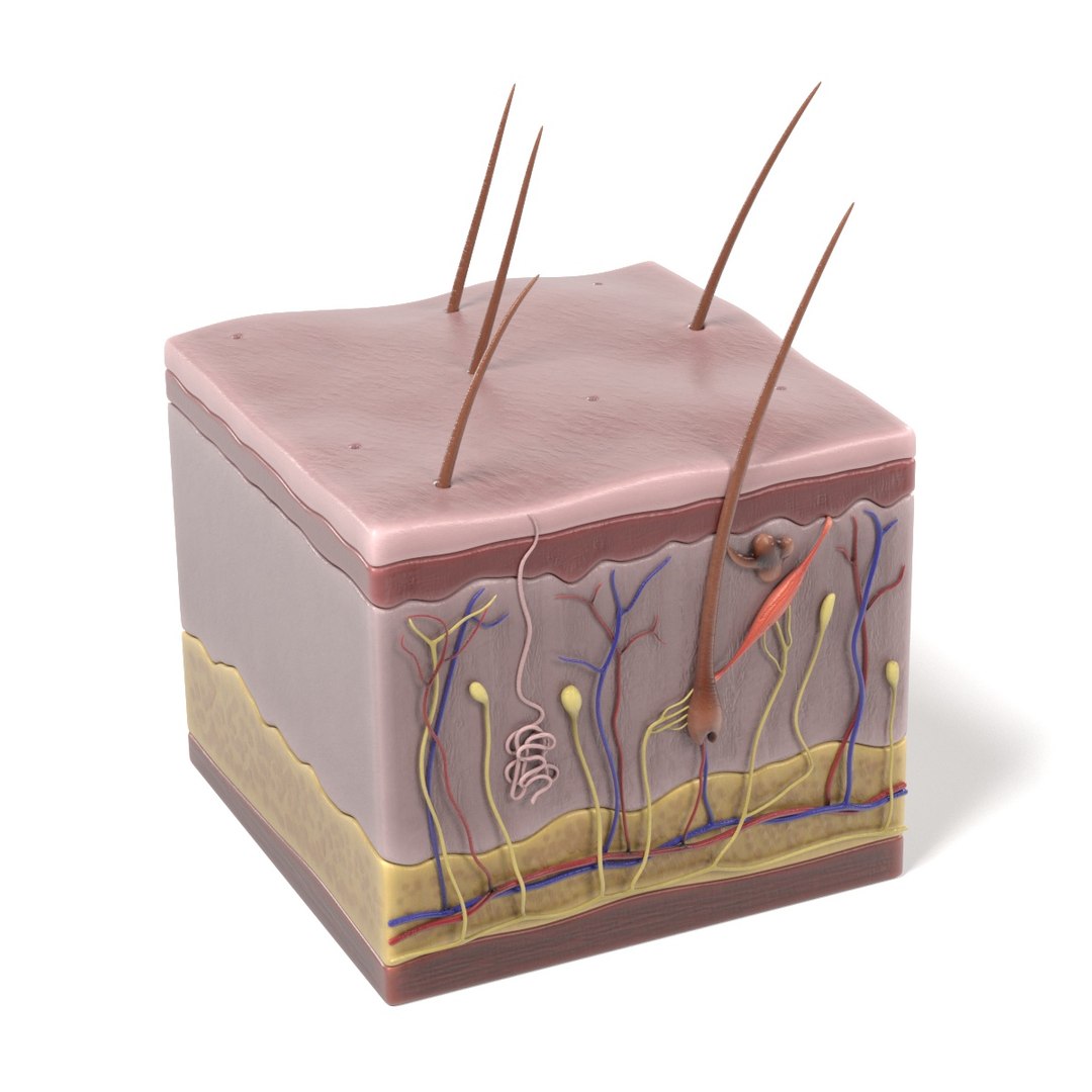 3d Model Skin Anatomy