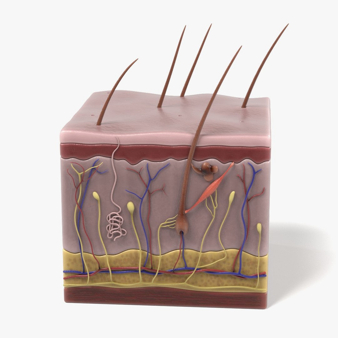 3d Model Skin Anatomy