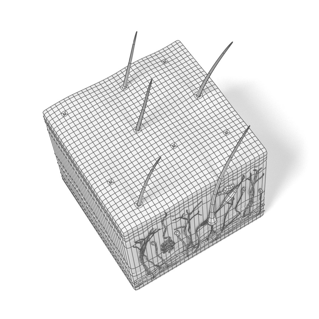 3d Model Skin Anatomy