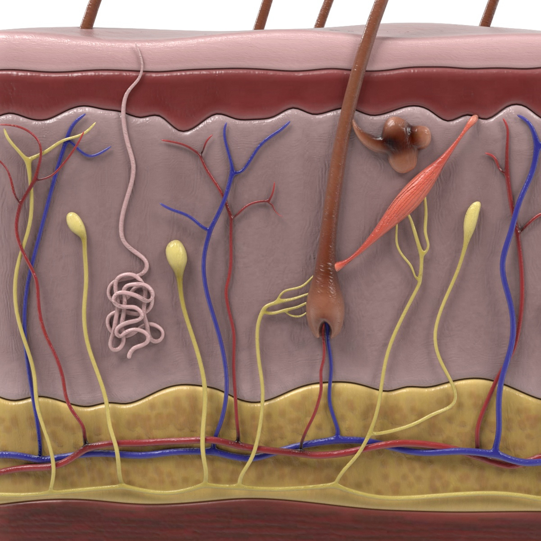 3d model skin anatomy