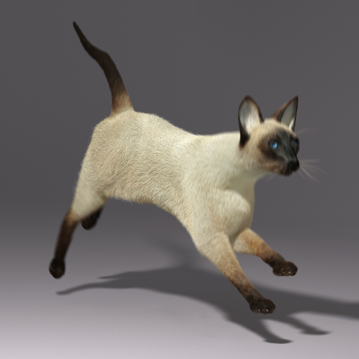 3d siamese cat fur
