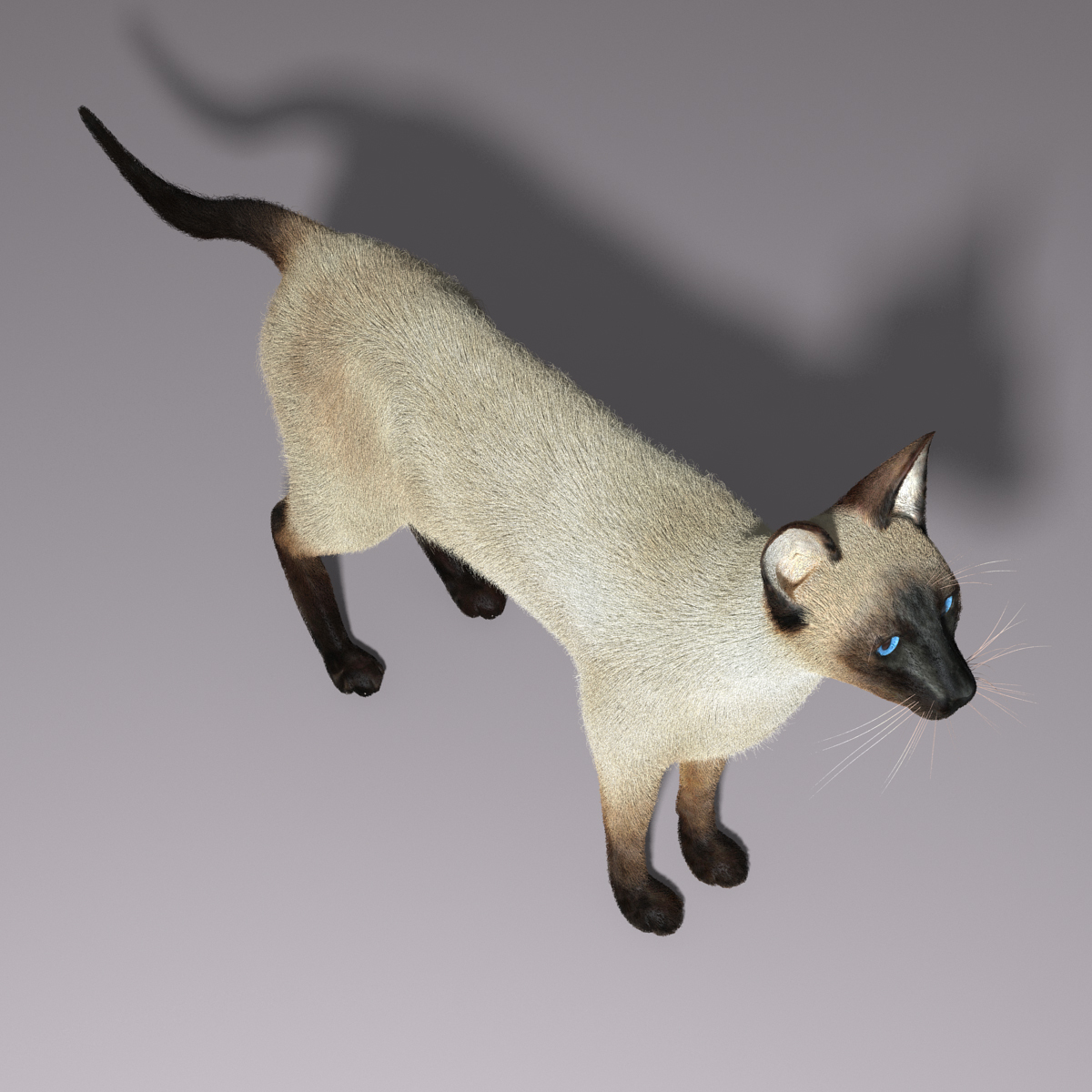 3d siamese cat fur