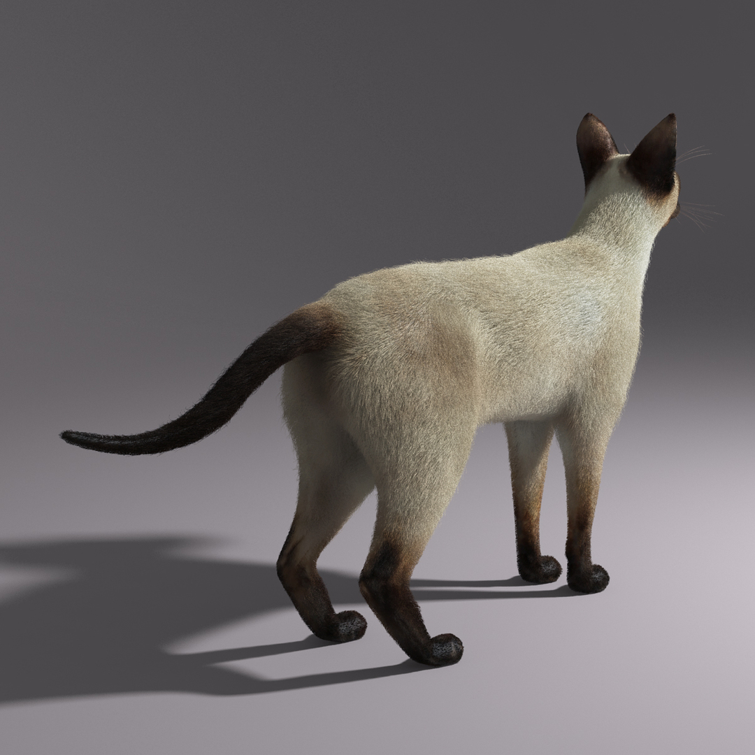 3d siamese cat fur