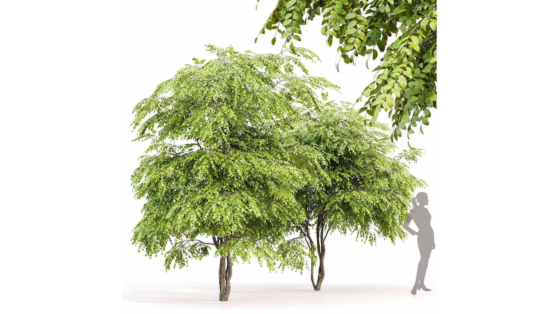 European Bladdernut 2Trees Staphylea Pinnata 3D - TurboSquid 2245056