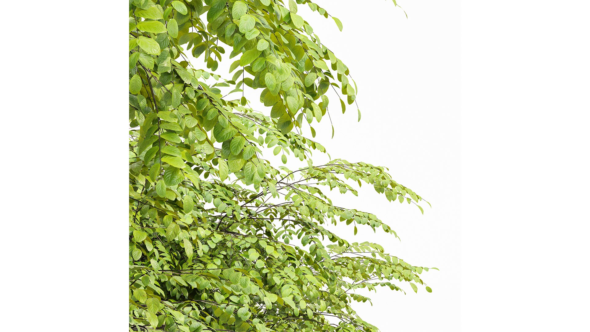 European Bladdernut 2Trees Staphylea Pinnata 3D - TurboSquid 2245056