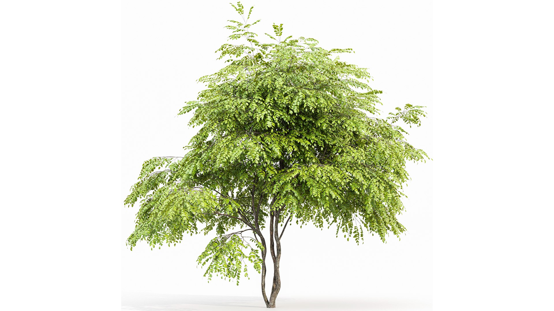 European Bladdernut 2Trees Staphylea Pinnata 3D - TurboSquid 2245056