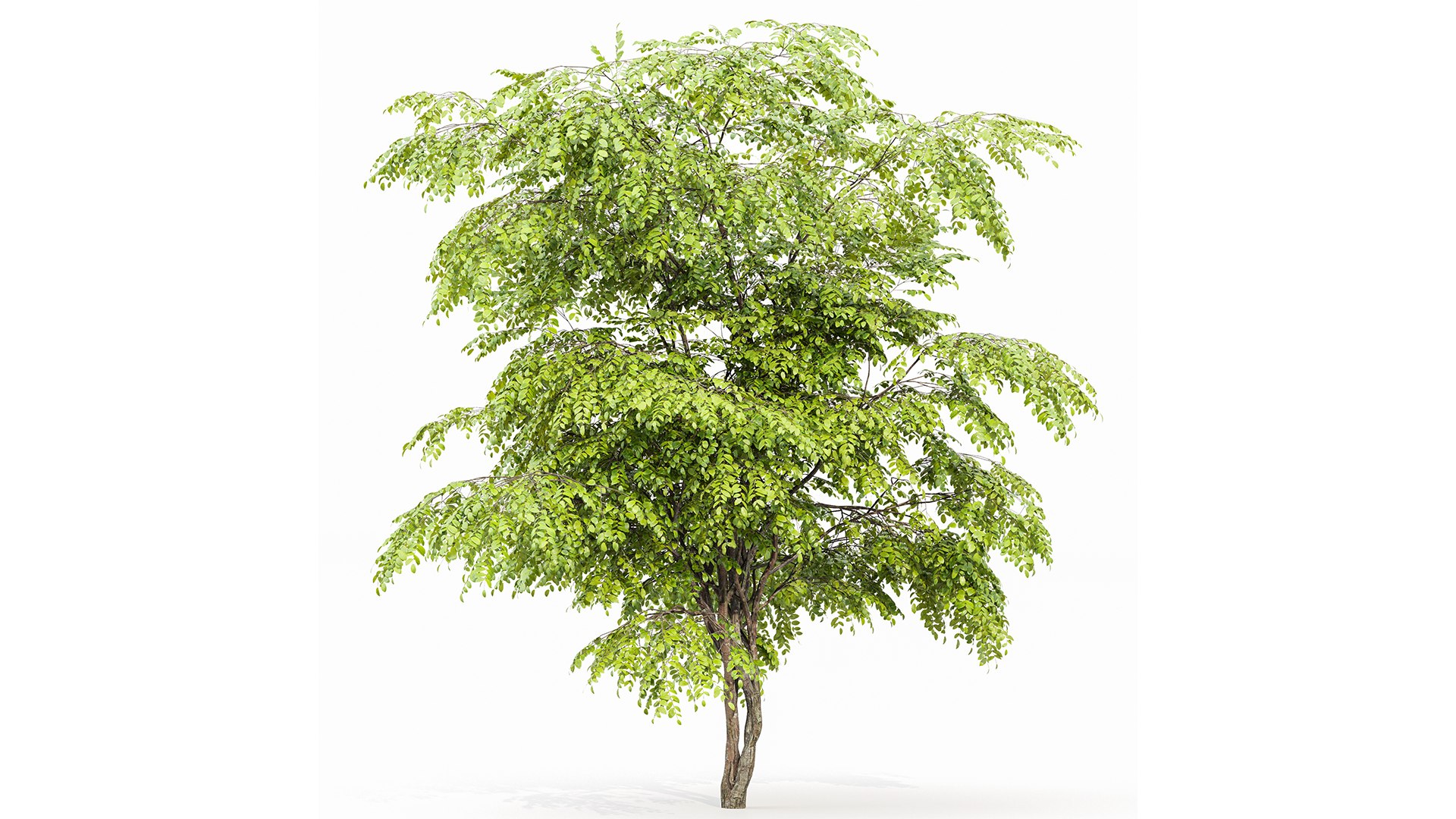 European Bladdernut 2Trees Staphylea Pinnata 3D - TurboSquid 2245056