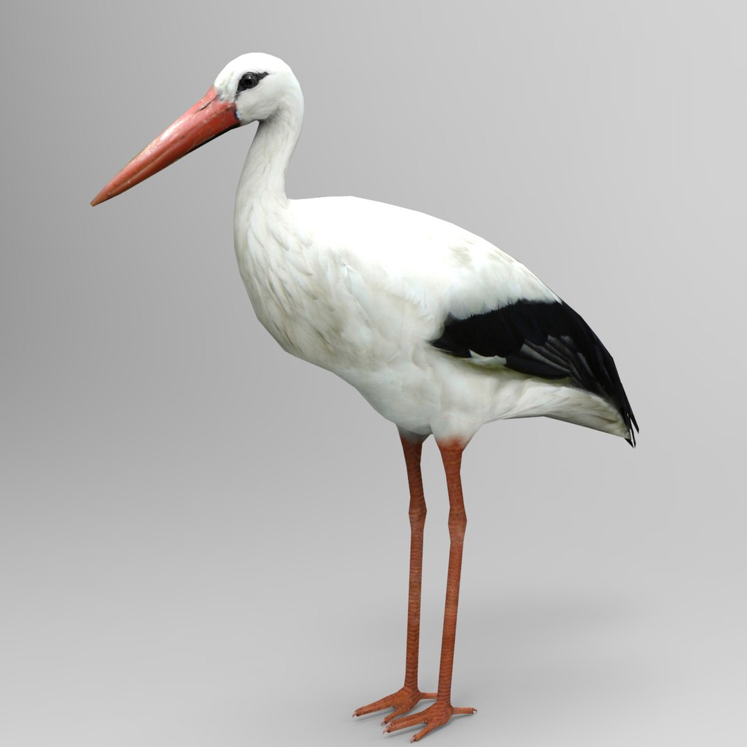 3D Model Stork Bird - TurboSquid 1401156
