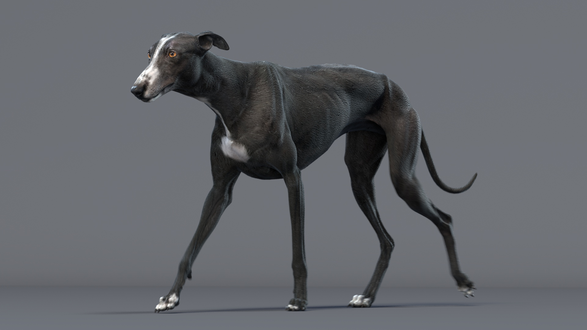 Realistic greyhound animations 3 model - TurboSquid 1651006