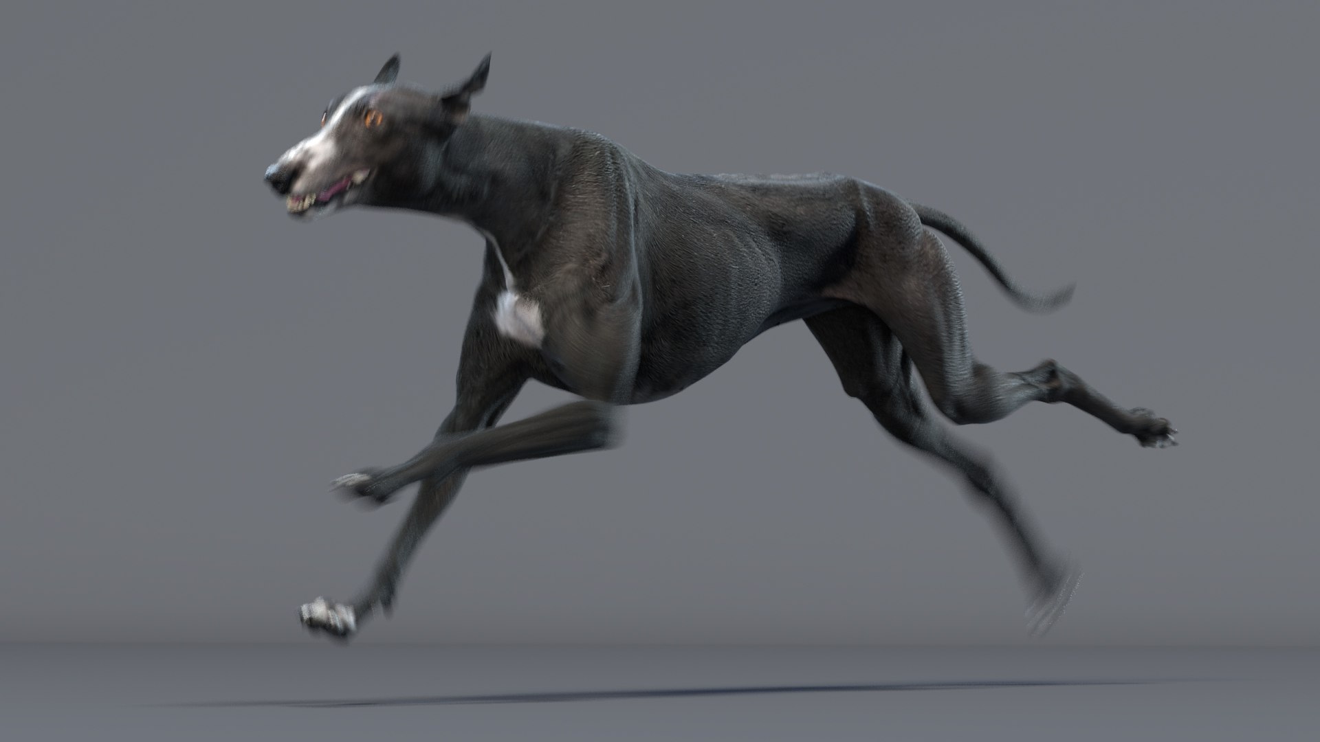 Realistic Greyhound Animations 3 Model - TurboSquid 1651006