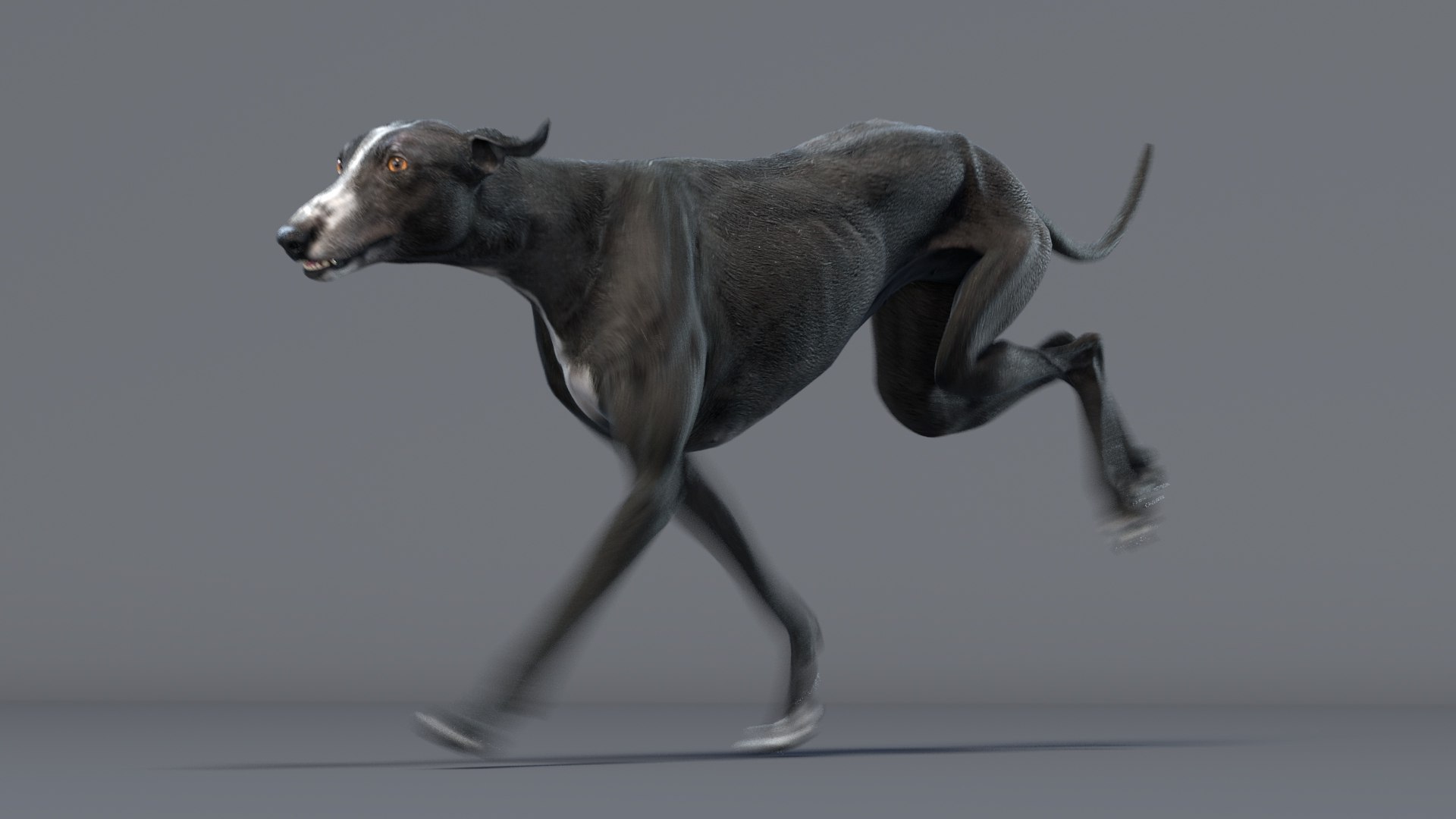 Realistic Greyhound Animations 3 Model - TurboSquid 1651006