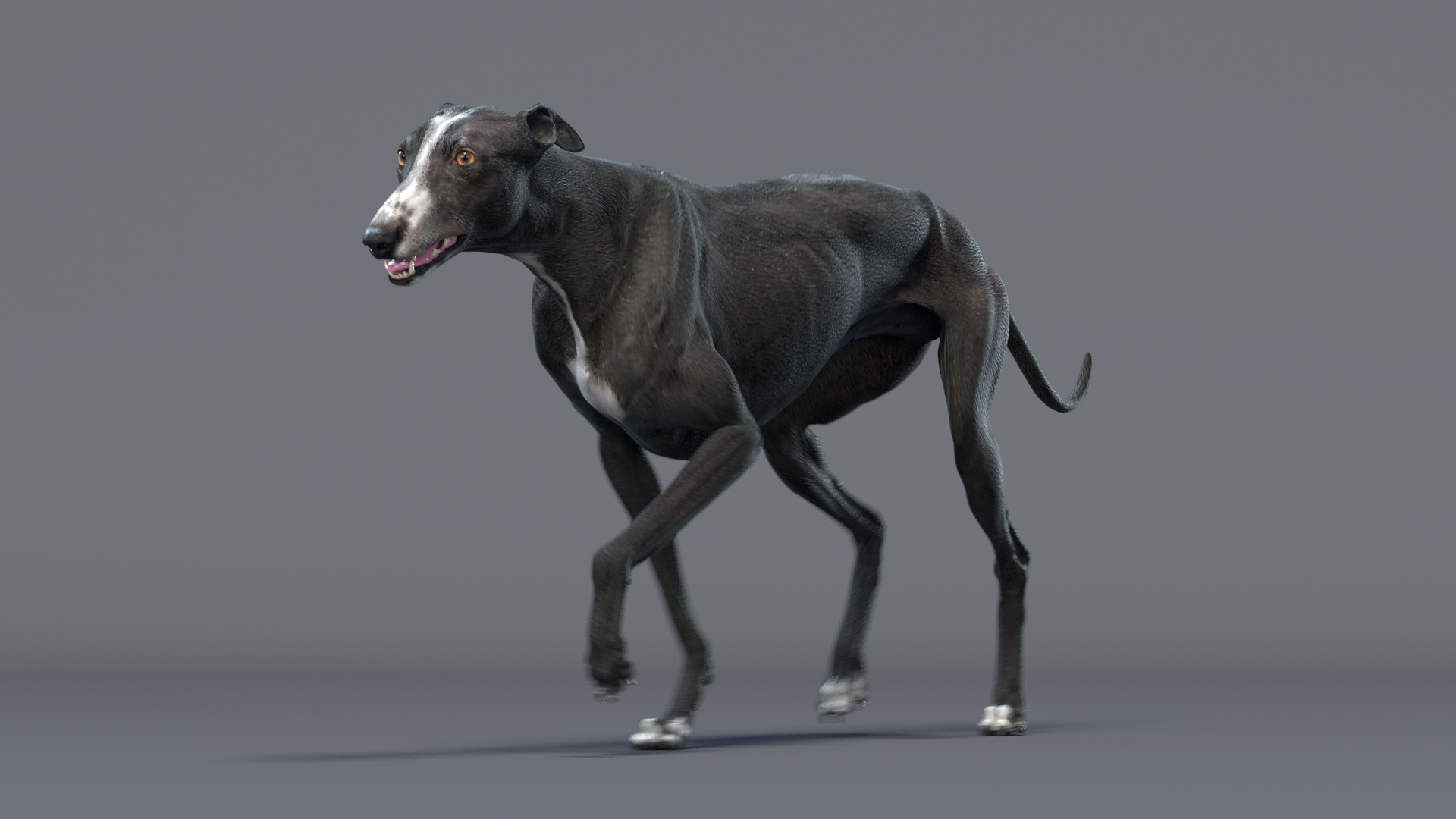 Realistic greyhound animations 3 model - TurboSquid 1651006