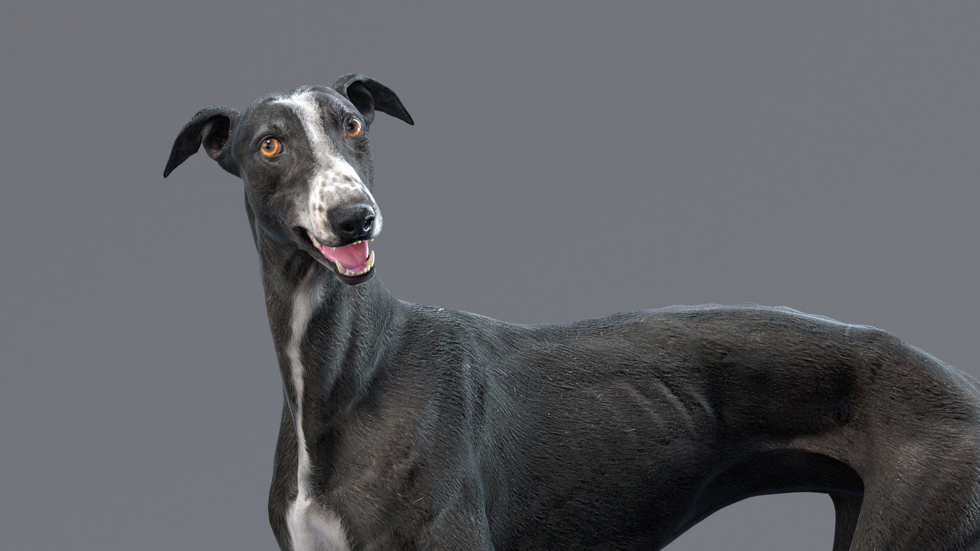 Realistic Greyhound Animations 3 Model - TurboSquid 1651006