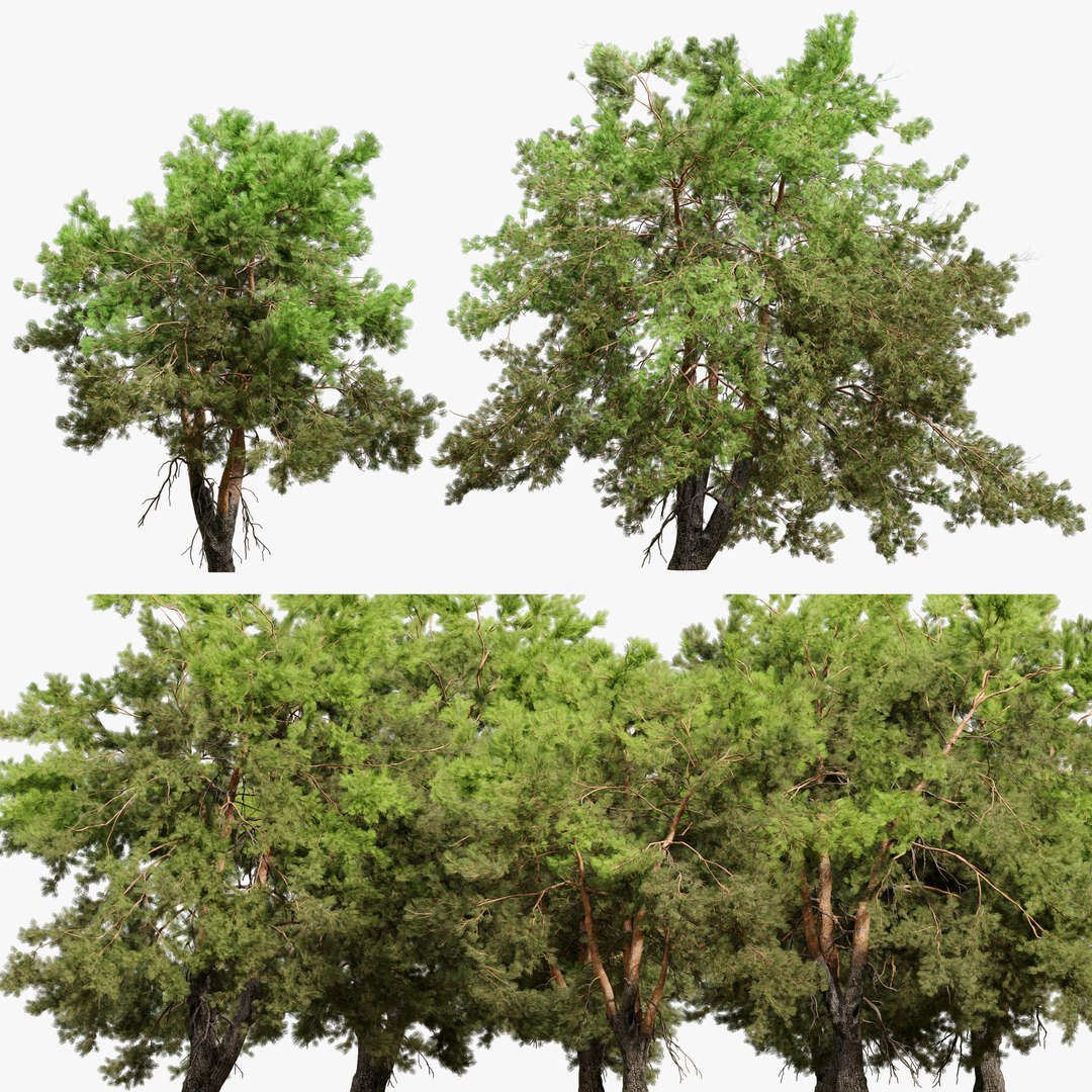 Pine Trees 13 Model - TurboSquid 1959880