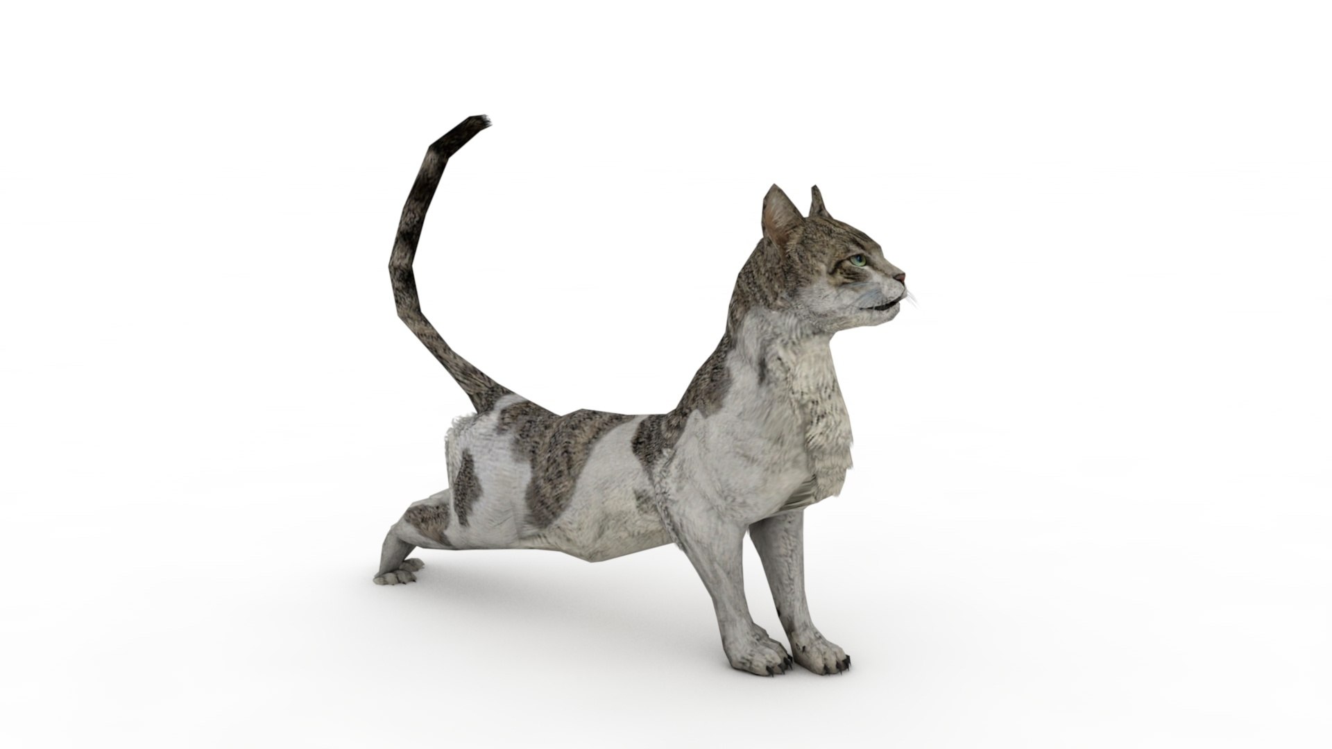 3D Model Cat - TurboSquid 2236135