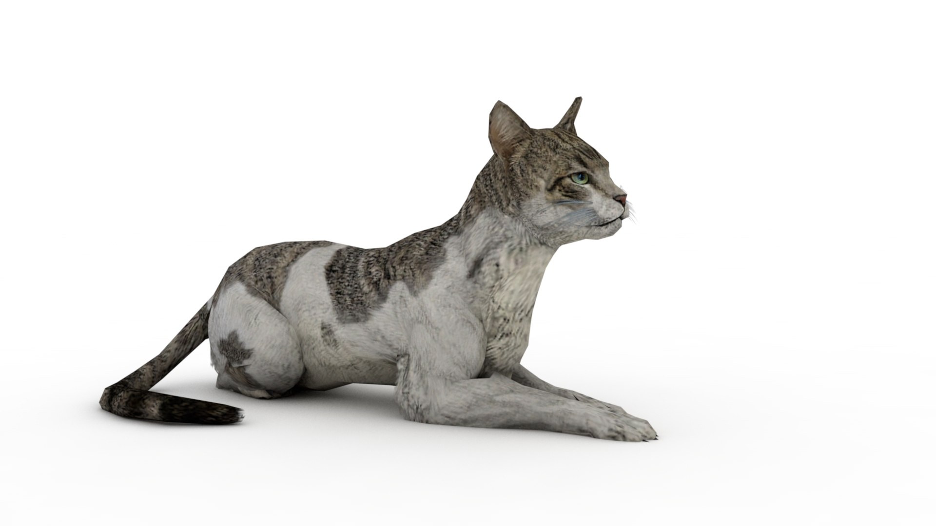 3D Model Cat - TurboSquid 2236135