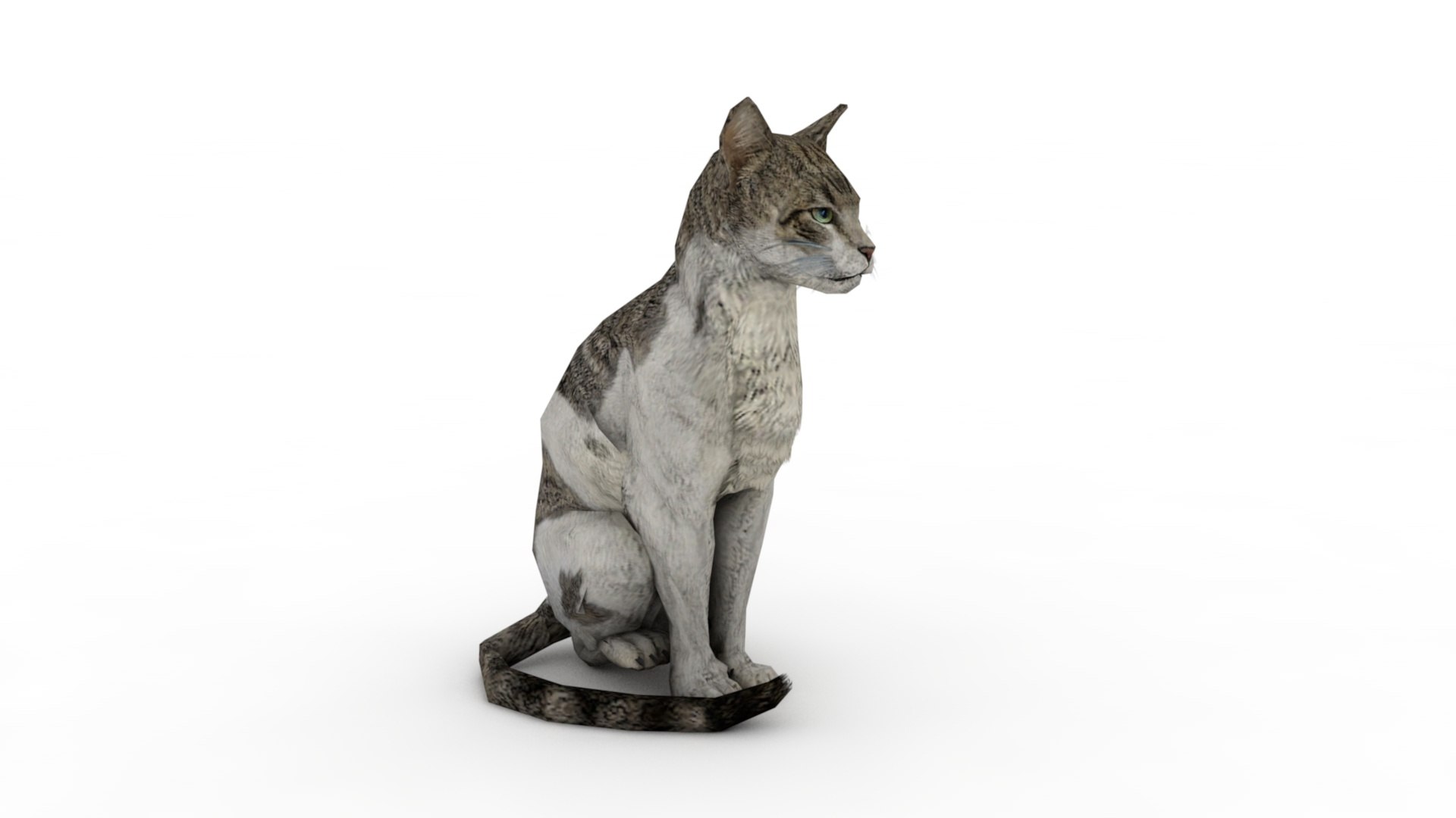3D Model Cat - TurboSquid 2236135