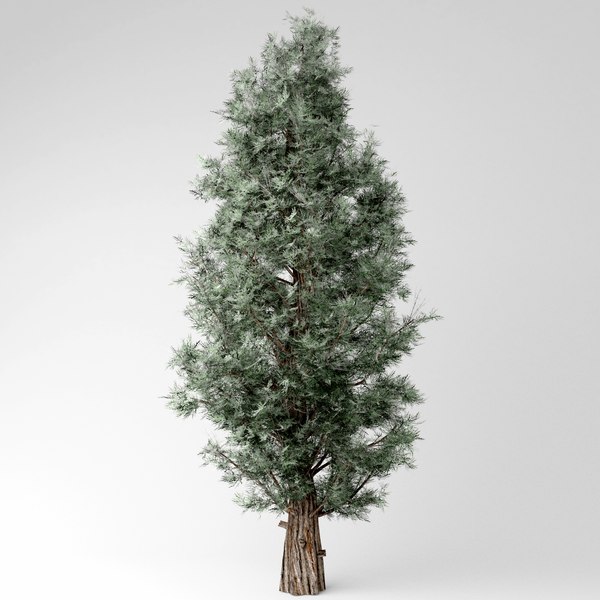modelo 3d Cedro rojo del este - TurboSquid 1560962