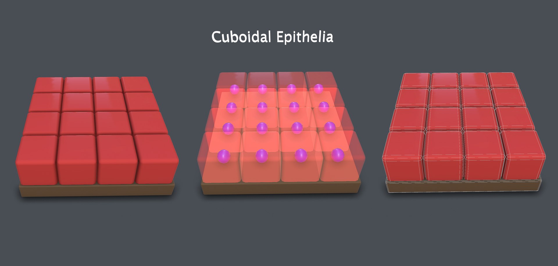 3D Epithelium Tissue Model - TurboSquid 1548065