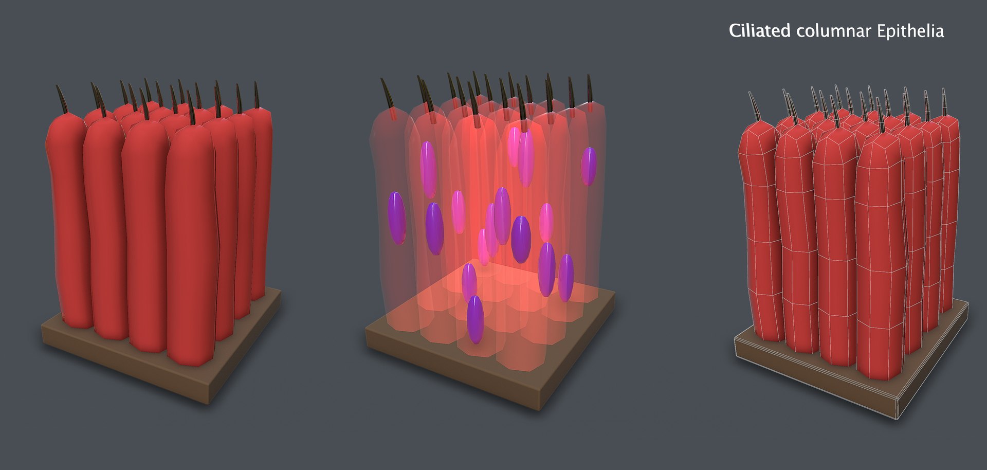 3D Epithelium Tissue Model - TurboSquid 1548065