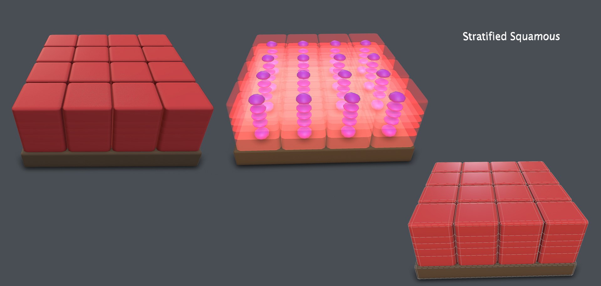 3D Epithelium Tissue Model - TurboSquid 1548065