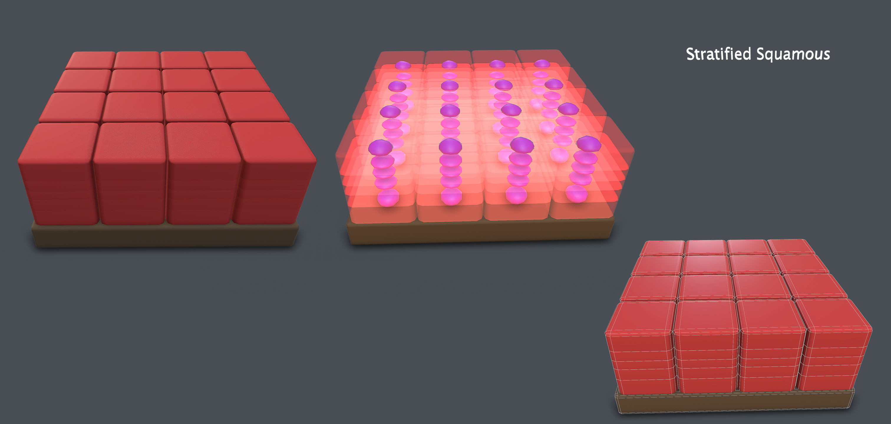 3D epithelium tissue model - TurboSquid 1548065