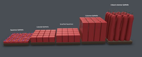 3D epithelium tissue model - TurboSquid 1548065