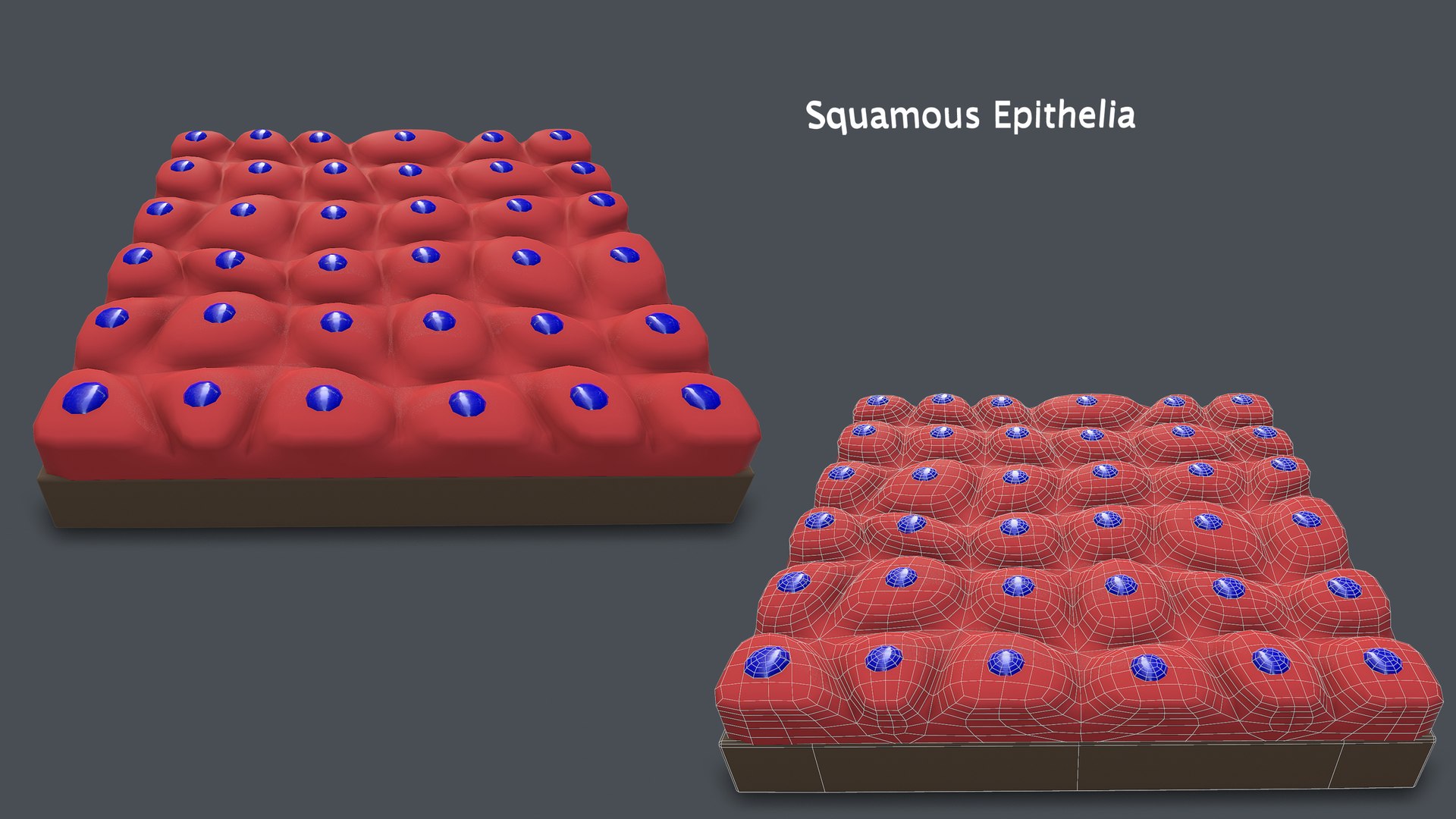 3D Epithelium Tissue Model - TurboSquid 1548065