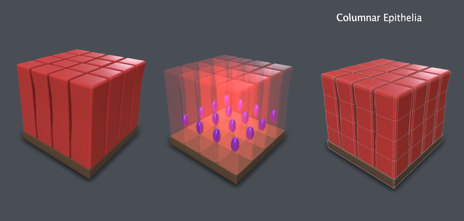 3D Epithelium Tissue Model - TurboSquid 1548065