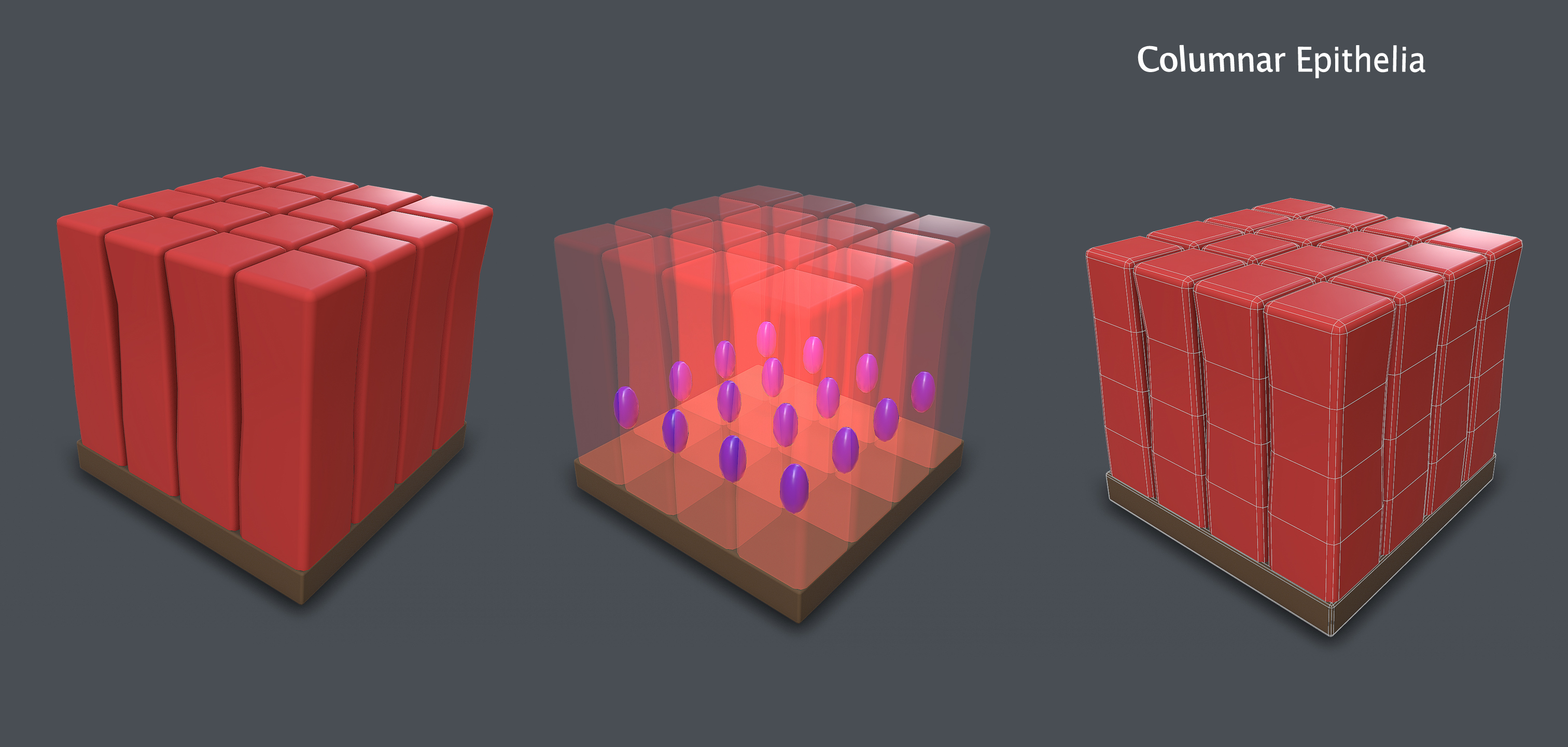 3D epithelium tissue model - TurboSquid 1548065
