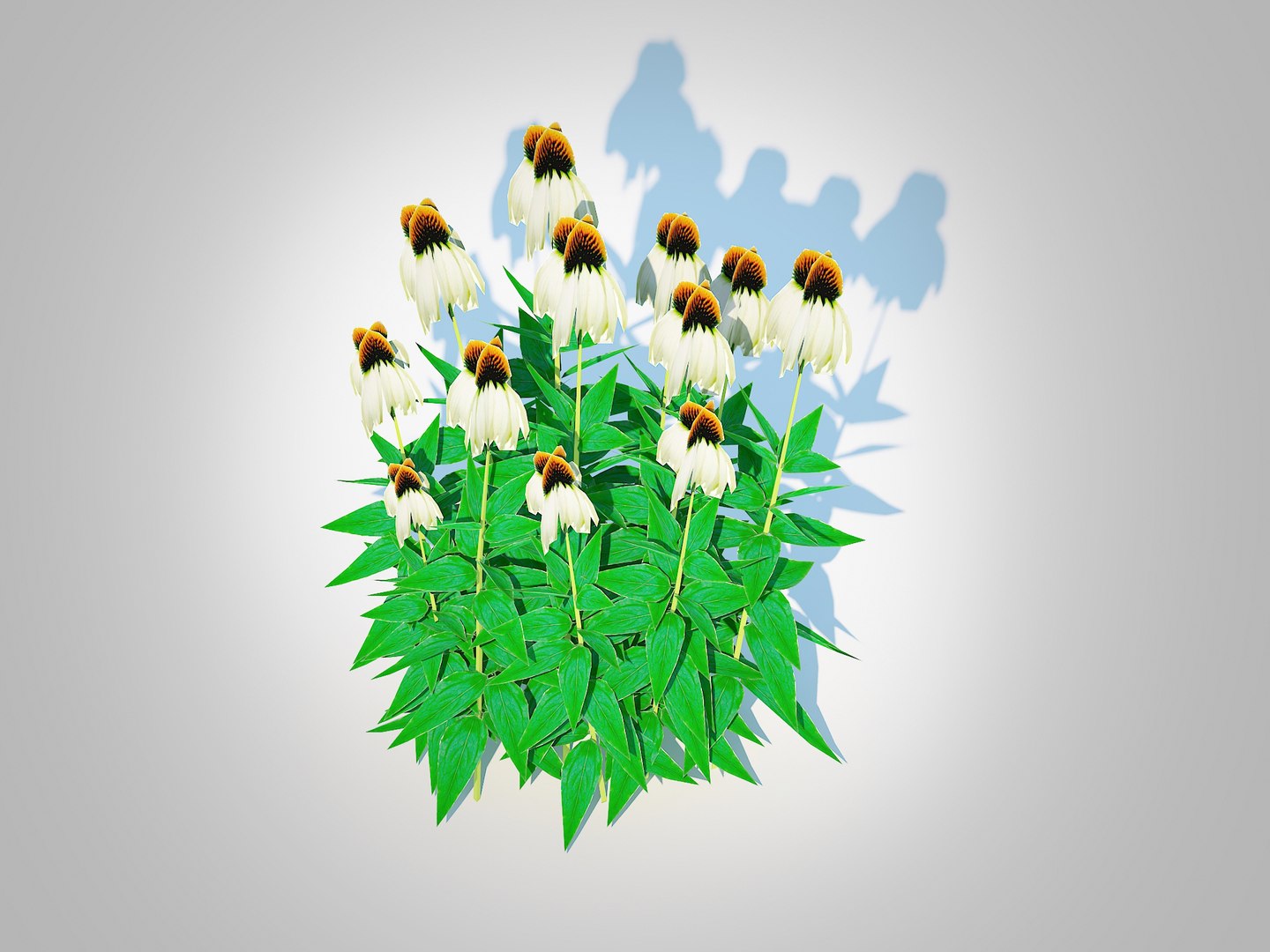 Echinacea - White Coneflower 3D Model - TurboSquid 2295897