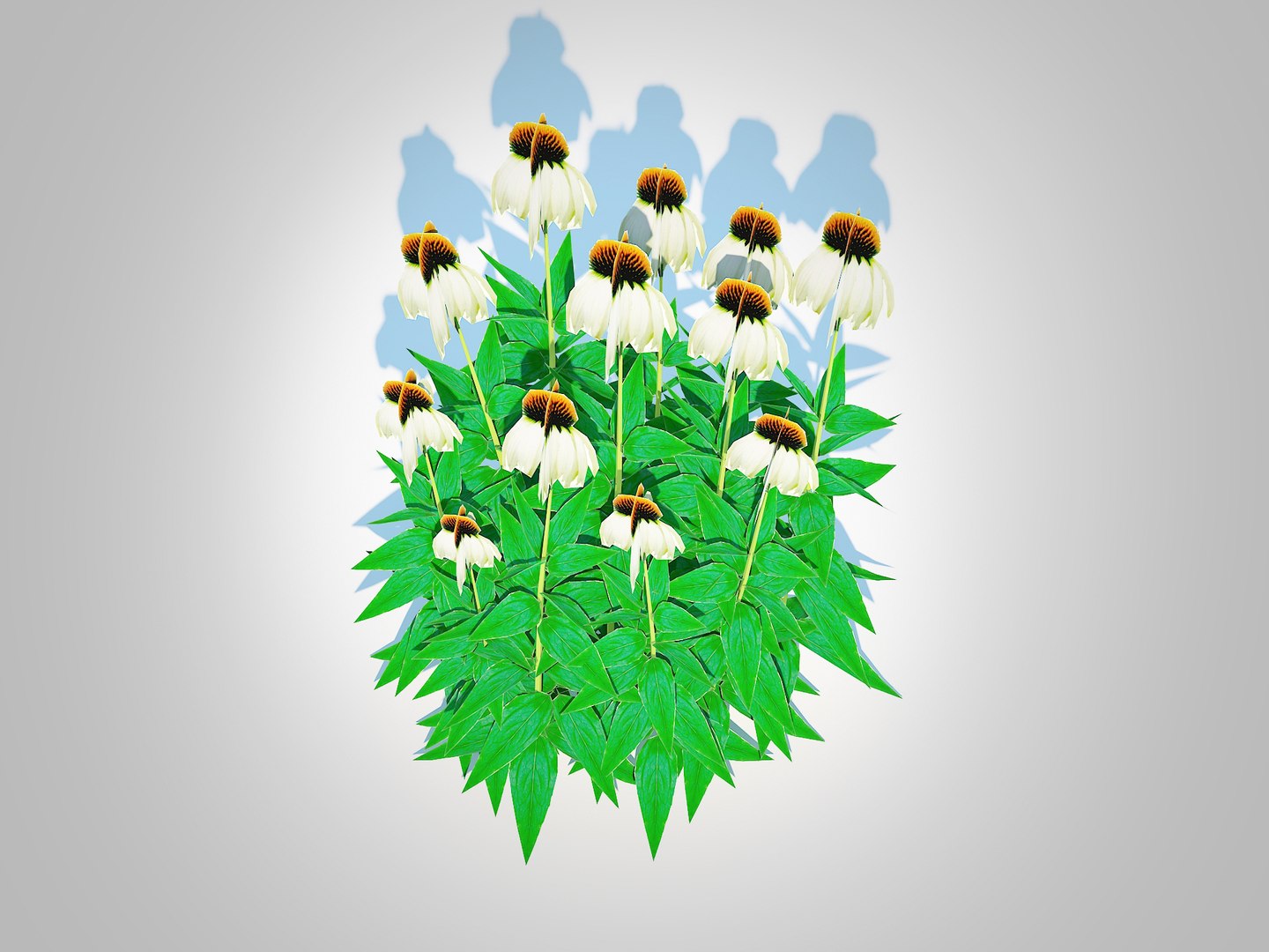 Echinacea - White Coneflower 3D Model - TurboSquid 2295897