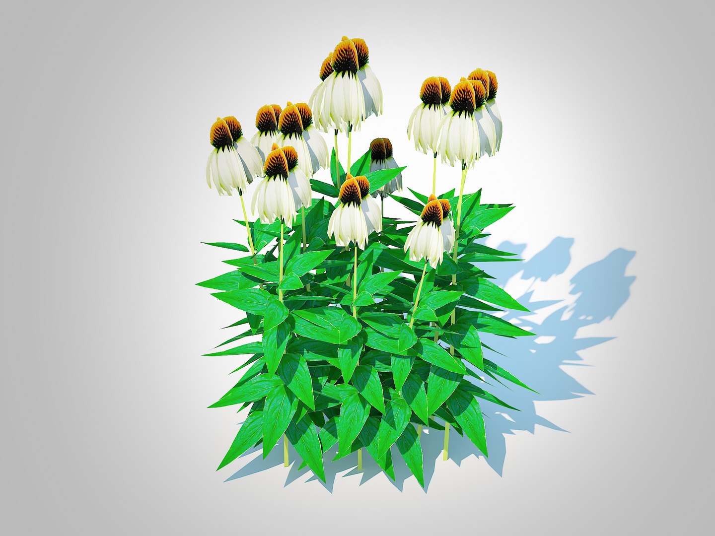 Echinacea - White Coneflower 3D Model - TurboSquid 2295897