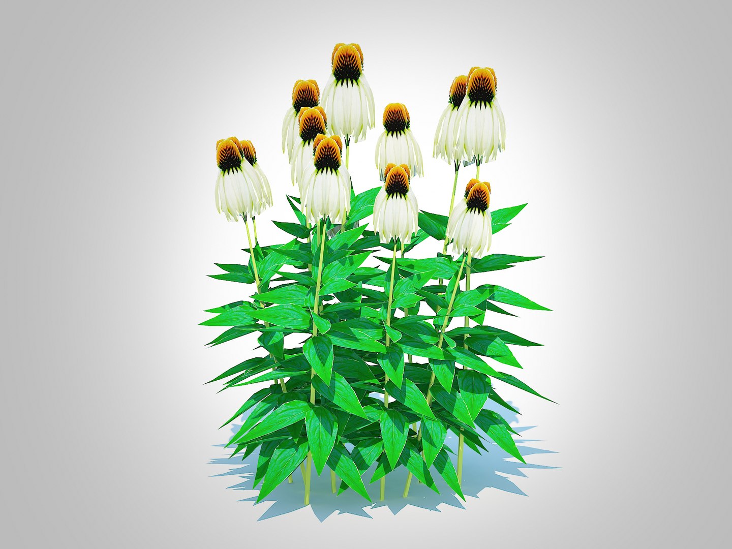 Echinacea - White Coneflower 3D Model - TurboSquid 2295897