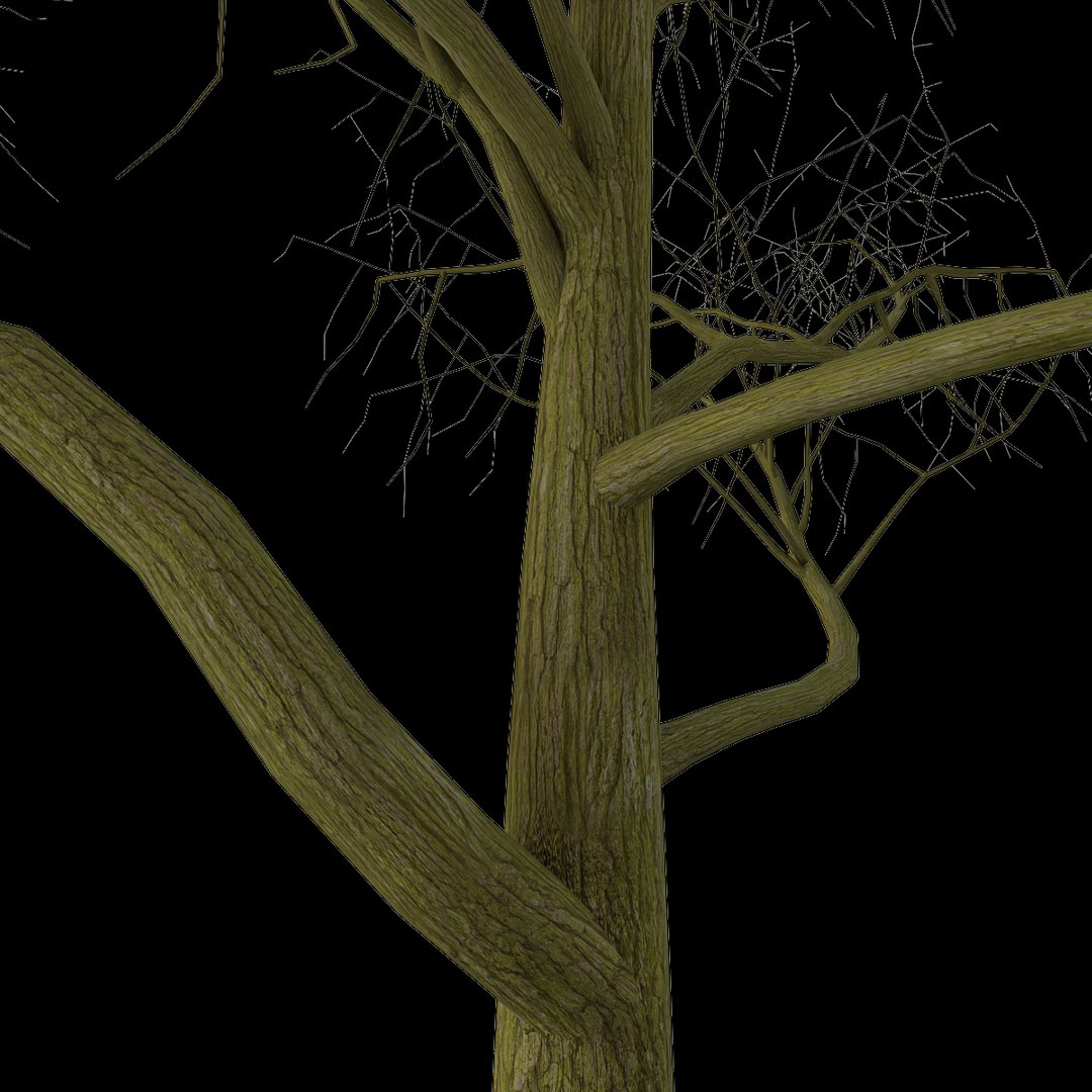 Tree Branches 3 3d Model